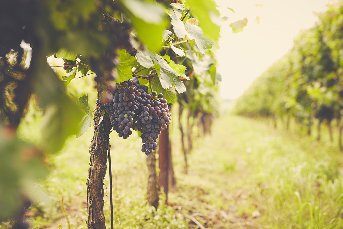 Home | The Entrance, Angle Vale
